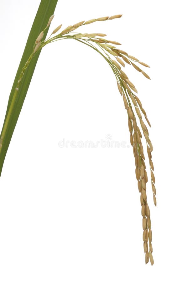 Panicle rice stock image. Image of panicle, industry - 31232911
