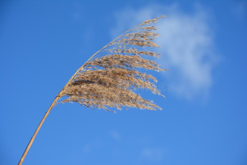 Panicle River Reed Against the Winter Blue Sky and Clouds Stock Photo ...