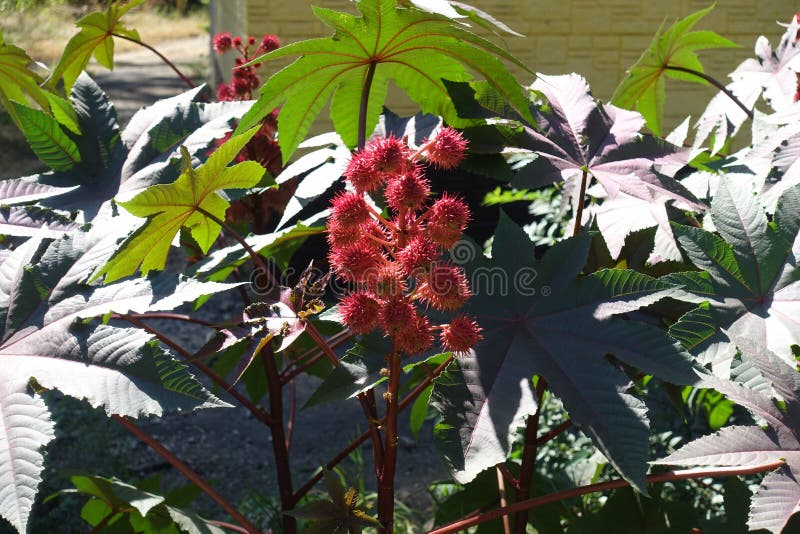 Panicle of Spiny Seed Capsules of Castor Oil Plant in September Stock ...