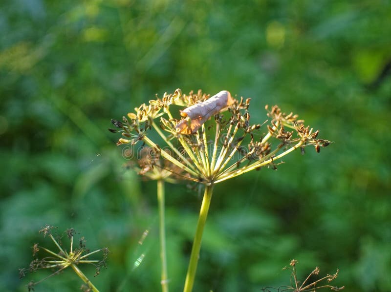 Panicle with Wild Grass Seeds in the Sun Stock Photo - Image of field ...