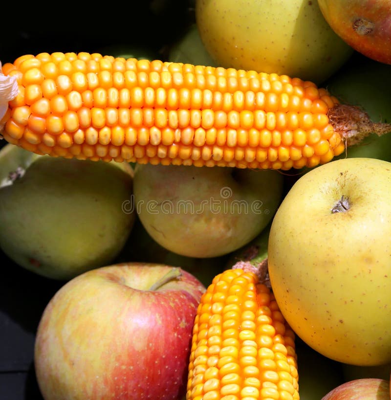 Big Ripe Panicle of Maize Also Called Corn Cob Stock Photo - Image of ... Big Ripe Panicle of Maize Also Called Corn Cob Stock Photo - Image of ...