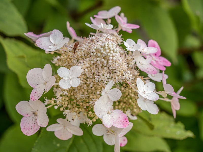 Panicled Hydrangea Flowers in Blossom Stock Image - Image of hydrangea ...