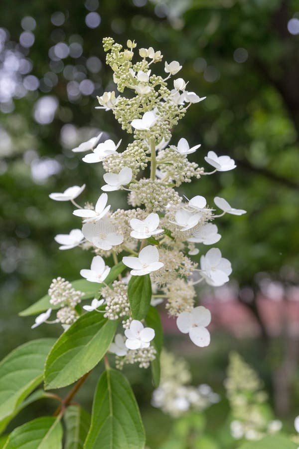 Panicled Hydrangea Hydrangea Paniculata - a Closeup View Stock Image ...