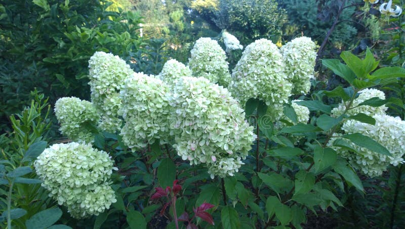 Panicled Hydrangea Hydrangea Paniculata White Flowers Stock Image ...