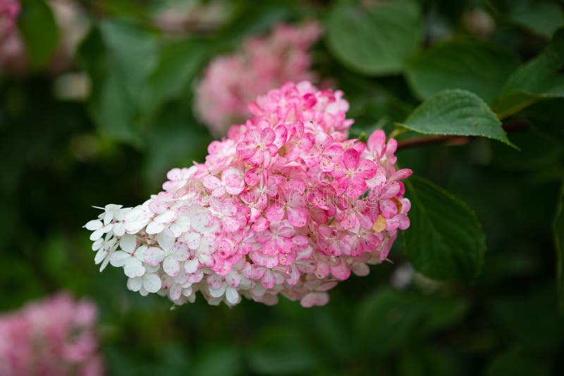 Panicled Hydrangea Hydrangea Paniculata Stock Photo - Image of ...
