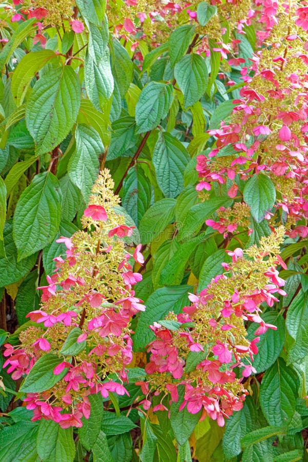 Panicled Hydrangea Pink Flowers in Acidic Soil on Large Shrub in Fall ...