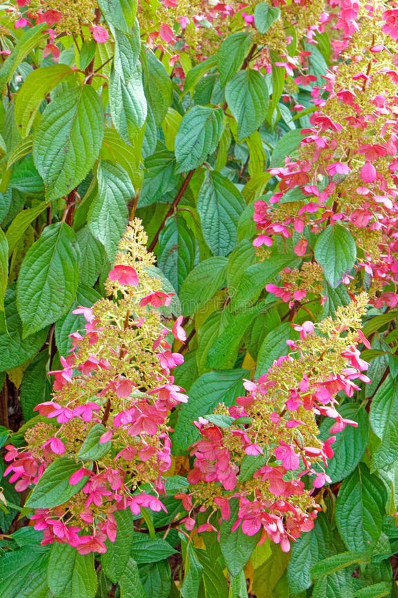 Panicled Hydrangea Pink Flowers in Acidic Soil on Large Shrub in Fall ...