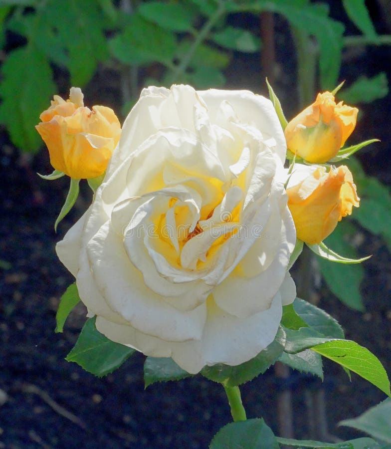 Panicled Hydrangea. a Wonderful Bouquet of Panicle Hydrangea Flowers ...