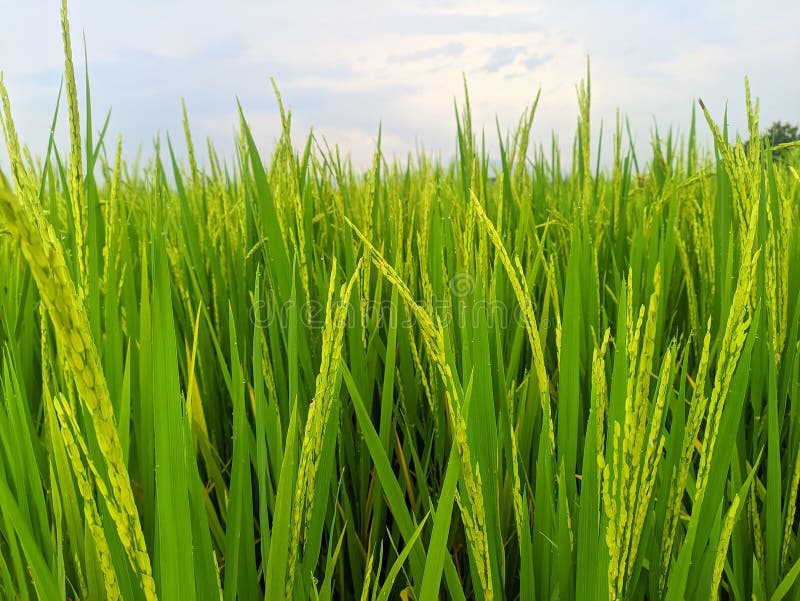 Panicles are a Collection of Rice Flowers & X28;spikelets& X29; that ...