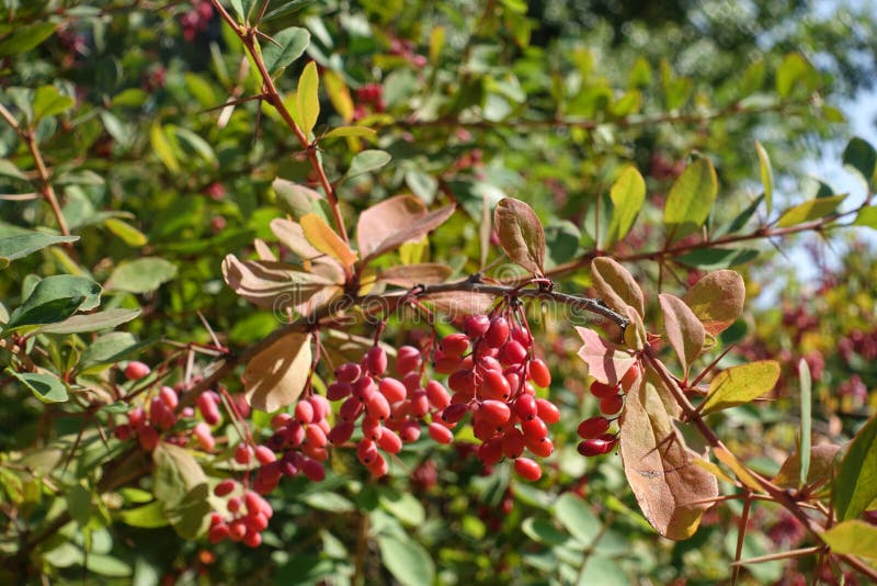 Panicles of Red Berries of Barberry in Mid September Stock Image ...