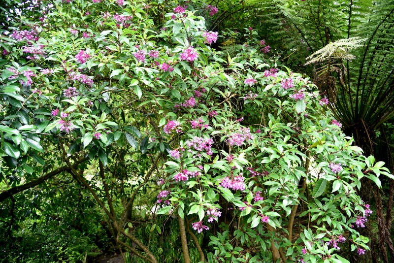 Paniculate Fuchsia, Fuchsia Paniculata, Deciduous Shrub Stock Image ...