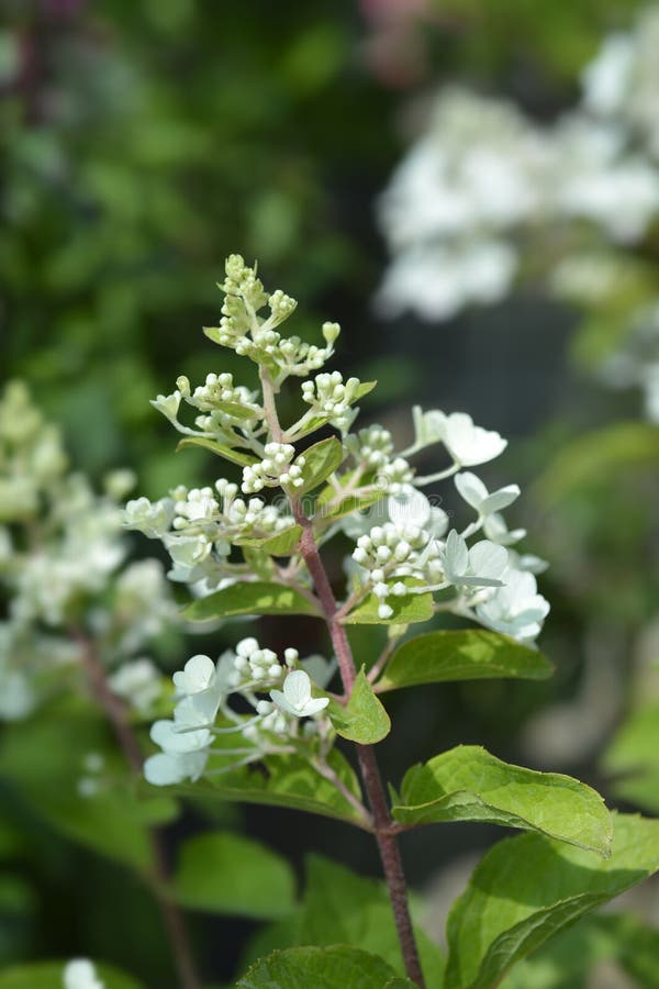 Paniculate Hydrangea Angels Blush Stock Photo - Image of plant, summer ...