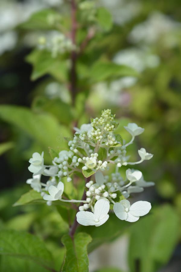 Paniculate Hydrangea Angels Blush Stock Photo - Image of peegee, leaf ...