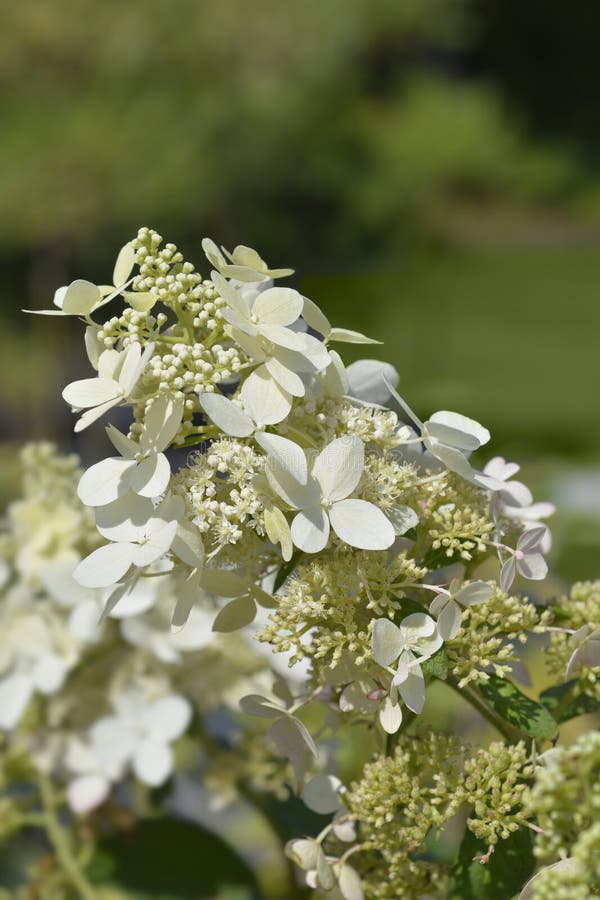 Paniculate Hydrangea Cofetti Stock Image - Image of botany, summer ...