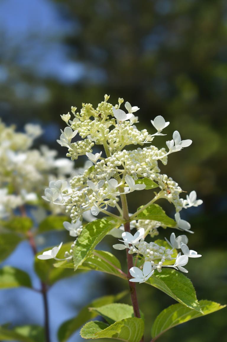 Hydrangea Paniculata Groundbreaker Ruby Stock Photos - Free & Royalty ...