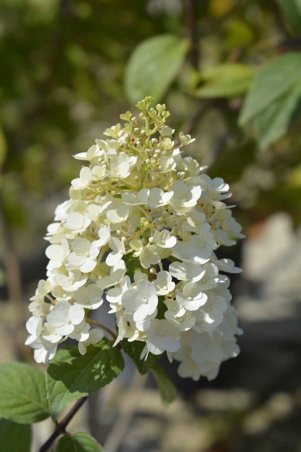 Paniculate Hydrangea Sundae Fraise Stock Image - Image of garden ...