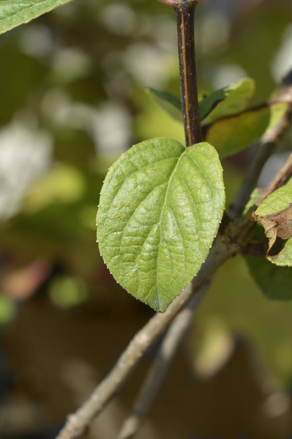 Paniculate Hydrangea Sundae Fraise Stock Image - Image of paniculata ...