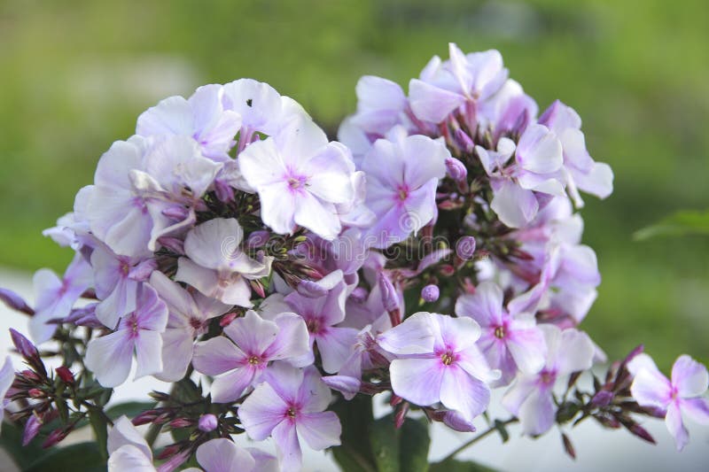 Paniculate Phloxes Bloom Beautifully in the Garden Stock Image - Image ...