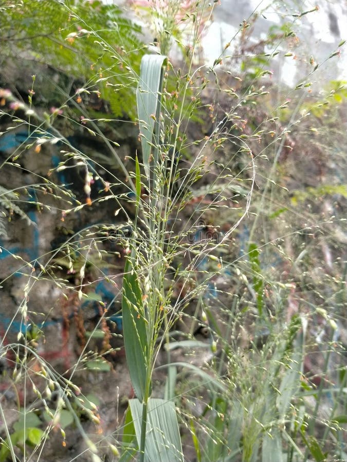 Panicum capillare plant stock photo. Image of grass - 277291470