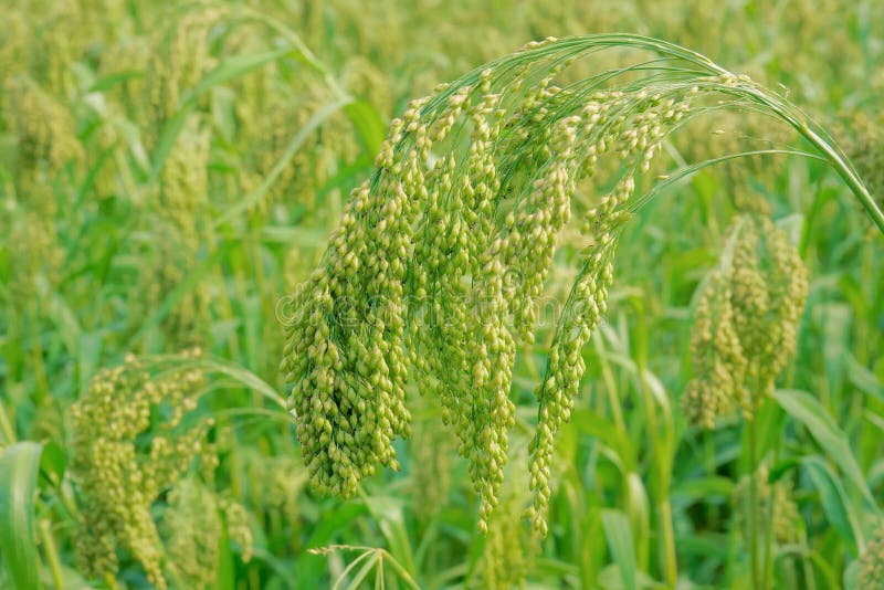 Panicum Miliaceum or Proso Millet, Broomcorn Millet, Hog Millet, Kashfi ...
