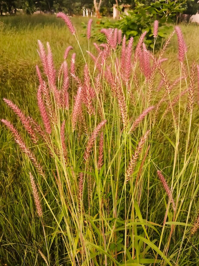Panicum VirgatumÂ Rehbraun Switch Grass Stock Photo - Image of ...
