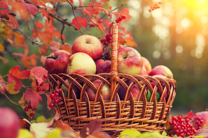 Panier Avec Les Pommes Rouges Photo stock - Image of objets, régime ...