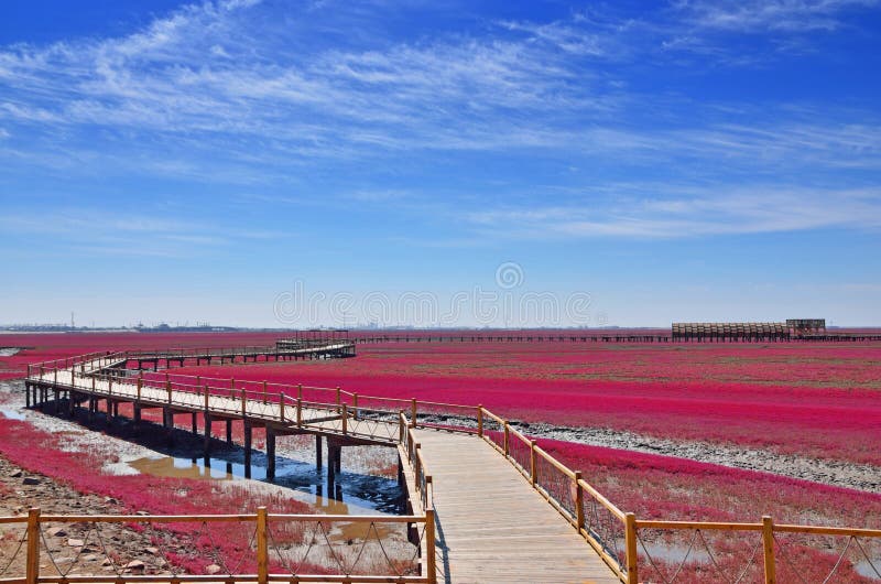 Panjin red beach stock image. Image of grass, delta, scenic - 97502357