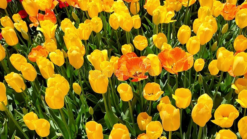 Panning Camera Movement on the Tulips Flowerbed Stock Video - Video of ...