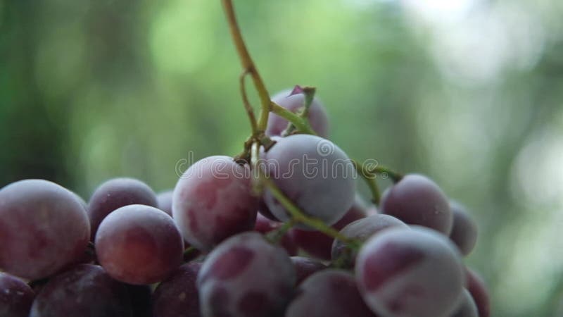 Panning Shot Frozen Red Grapes Stock Footage - Video of juice, frozen ...