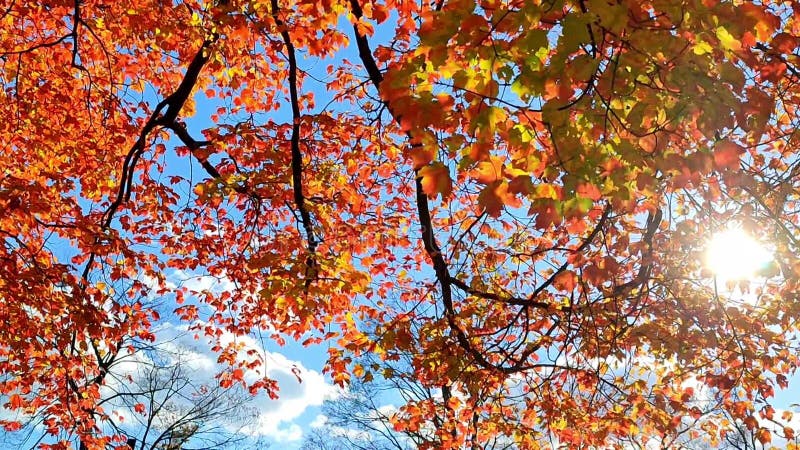 Panning Shot of Maple Tree with Lens Flare Stock Video - Video of ...