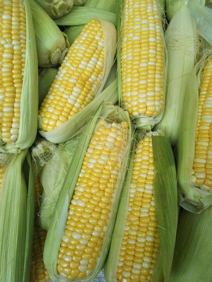 Pannocchia di granturco fotografia stock. Immagine di organico - 2154376