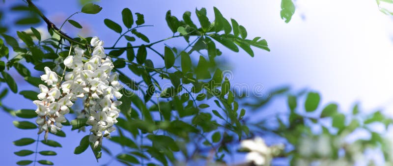 Panorama of Acacia Flower Bunch Color Growing on a Tree. Stock Photo ...