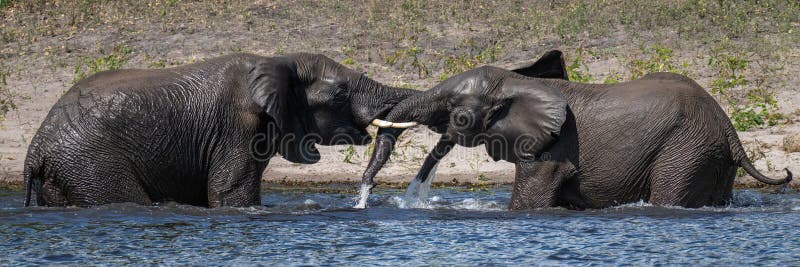 Panorama of African Elephants Wrestling in River Stock Photo - Image of ...