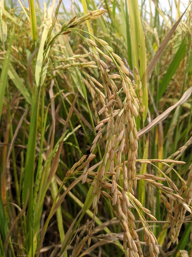 Panorama of Agrarian Rice Fields Landscape in the Village of Central ...