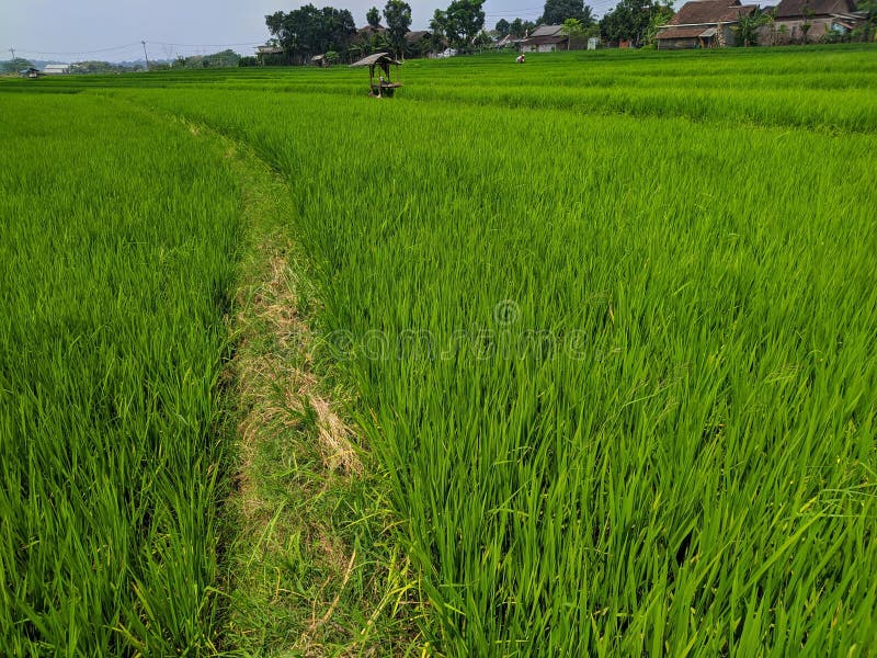 Panorama of Agrarian Rice Fields Landscape in the Village of Central ...