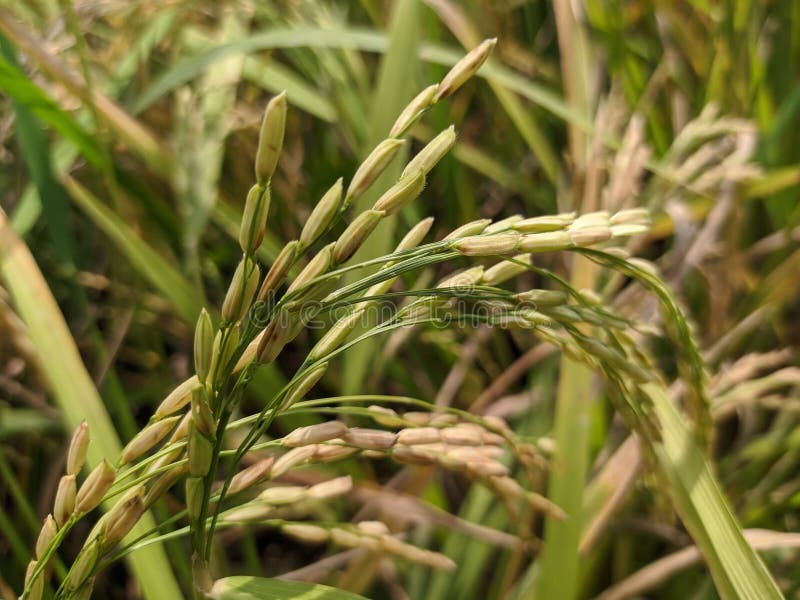 Panorama of Agrarian Rice Fields Landscape in the Village of Central ...