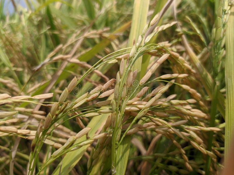 Panorama of Agrarian Rice Fields Landscape in the Village of Central ...