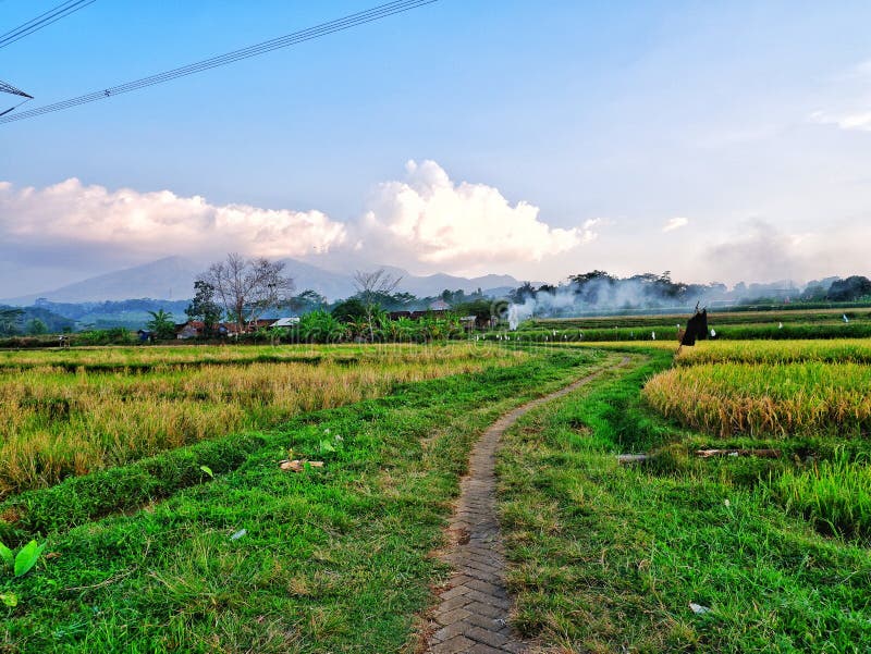 Panorama of Agrarian Rice Fields Landscape in the Village of Central ...