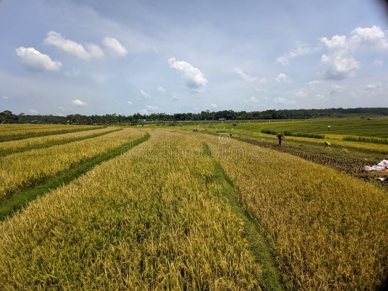 Panorama of Agrarian Rice Fields Landscape in the Village of Central ...