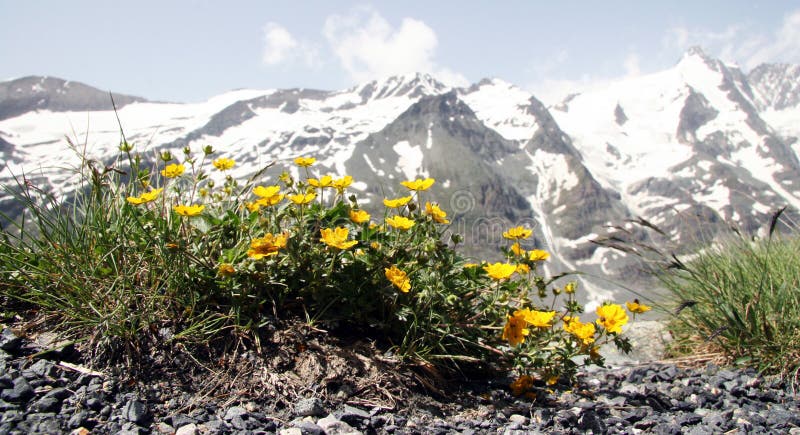 Panorama of the Alps stock image. Image of alps, alpine - 36382659