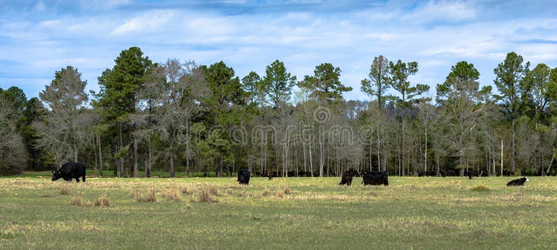 Spring Agricultural Background Cattle Grazing Stock Image - Image of ...