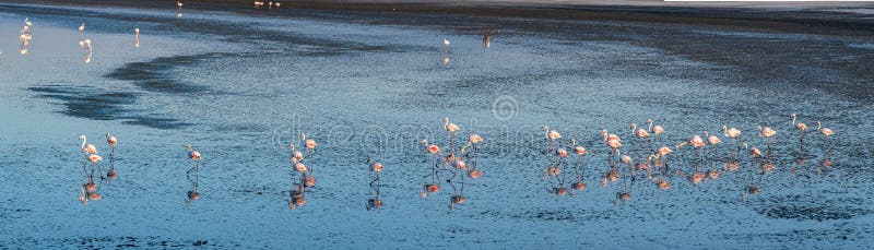 Panorama army of flamingos stock image. Image of vehicle - 259196501