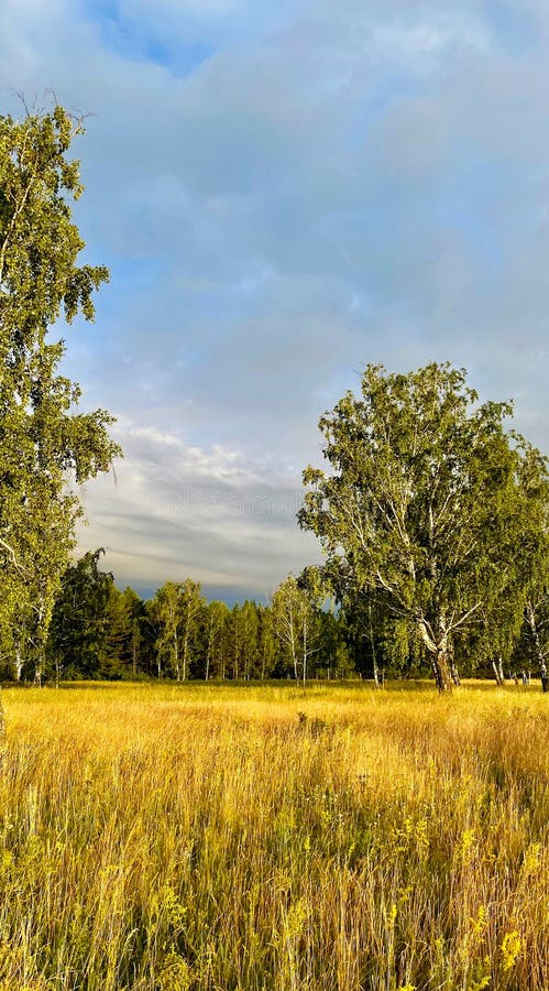 Panorama of the Autumn Forest at the Edge of the Field. Autumn Forest ...