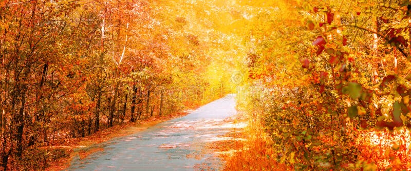 Panorama of an Autumn Forest or Park with Road among Red Trees Stock ...