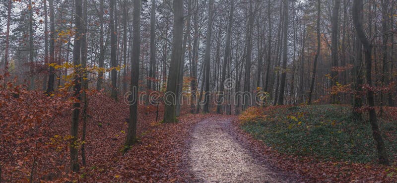Panorama Autumn Forest Path with Mist Stock Image - Image of pathway ...