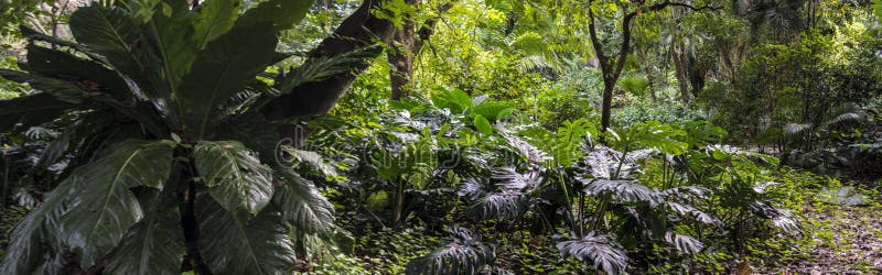2,270 Tropisk Regnskog Foton - Gratis och royaltyfria stockfoton från ...
