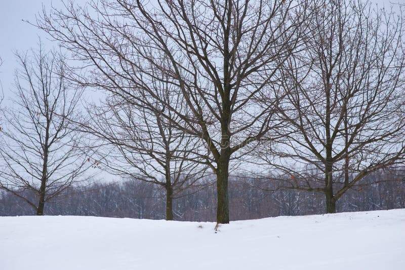 Dreamy Winter Landscape With A Row Of Bare Trees Stock Image - Image of ...