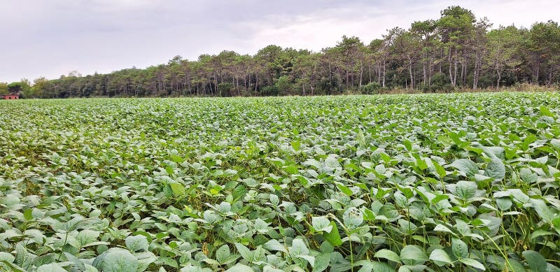 Panorama of a Bean Field Surrounded by Trees Stock Photo - Image of ...