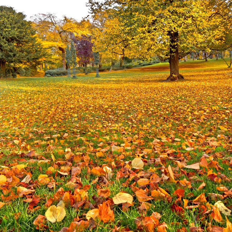 Panorama. Beautiful Autumn Park. Autumn. Stock Image - Image of foliage ...