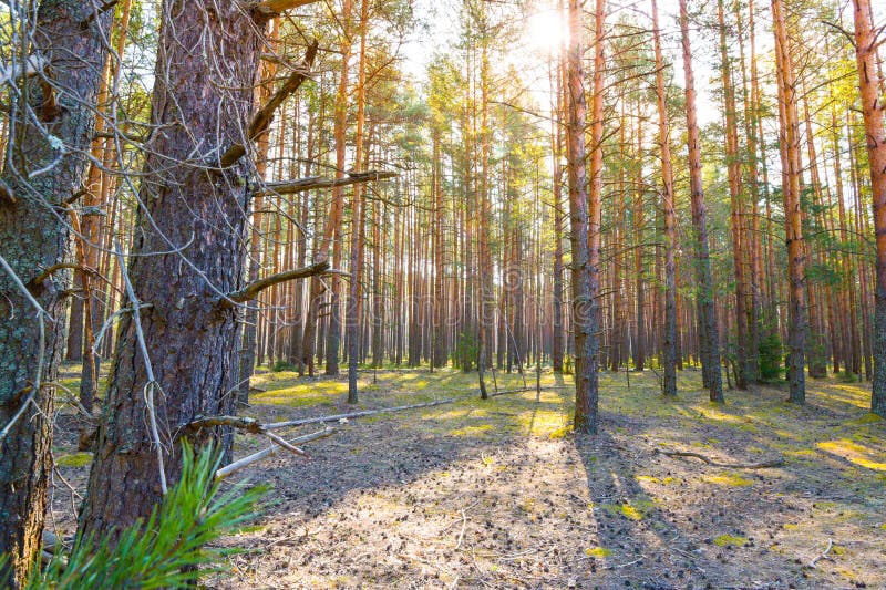 Panorama of a Beautiful Forest at Sunrise Stock Photo - Image of crown ...